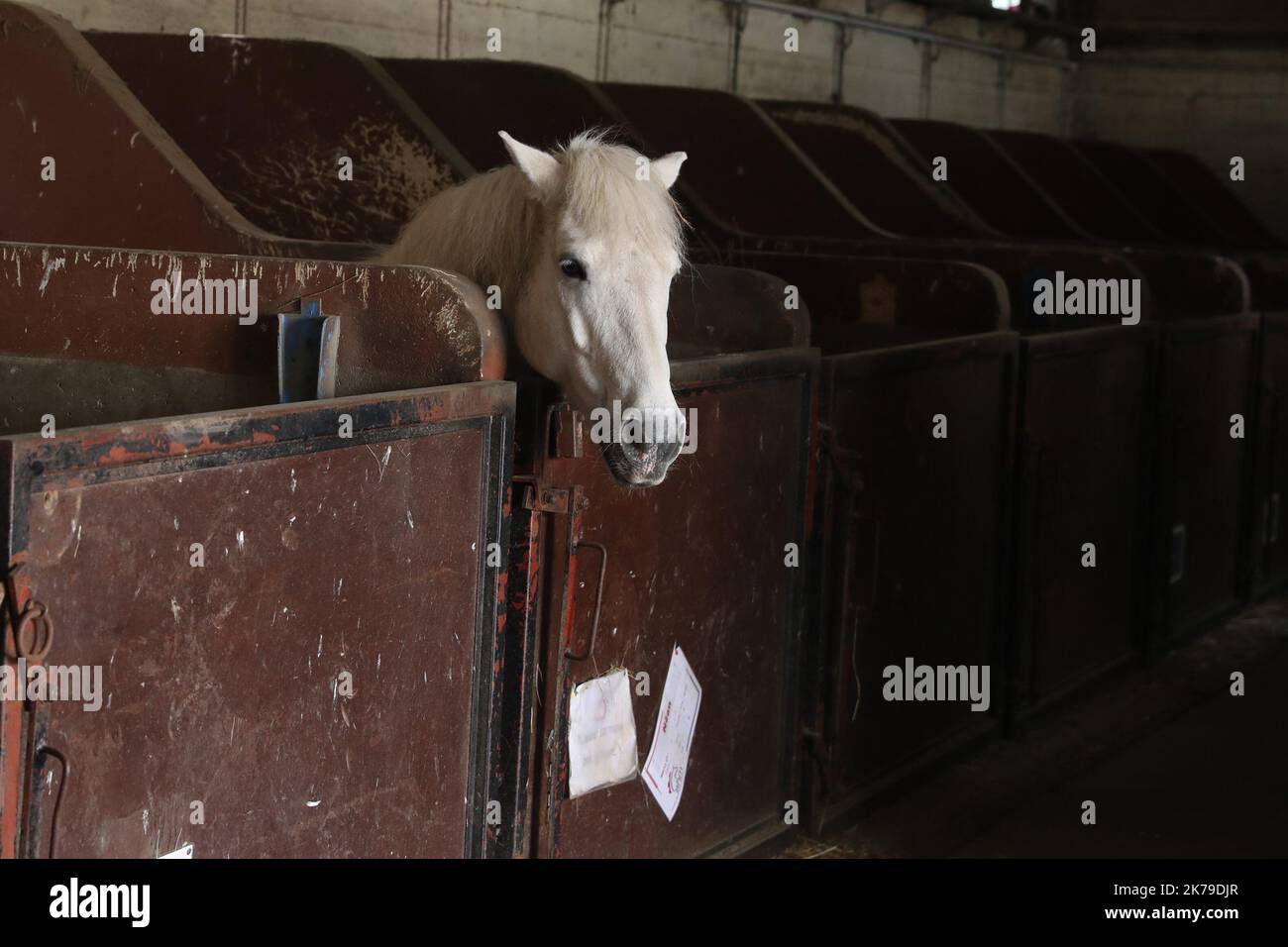 Generals views of Mulhouse Horse Racing, due to the covid-19 pandemic ...