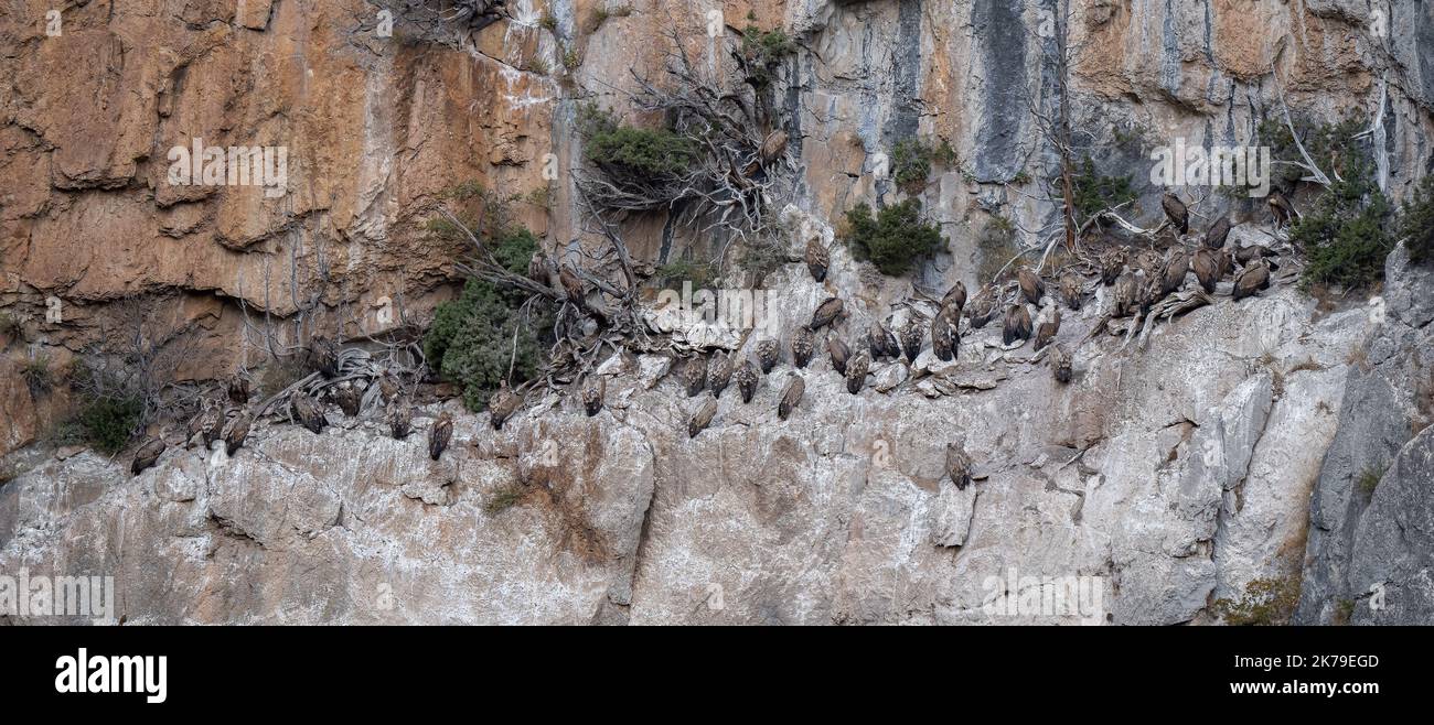 a large flock of Griffon vultures, Eurasion griffons (Gyps fulvus) at ...