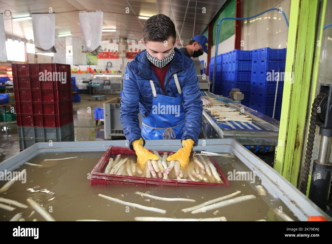 Asparagus season in Alsace. Haenni Farm in Raedersheim Stock Photo - Alamy