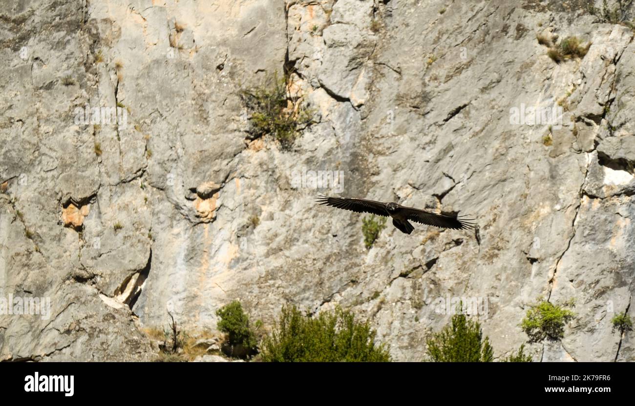 a bearded vulture (ossifrage, lammergeier, gypaetus barbatus) gliding ...