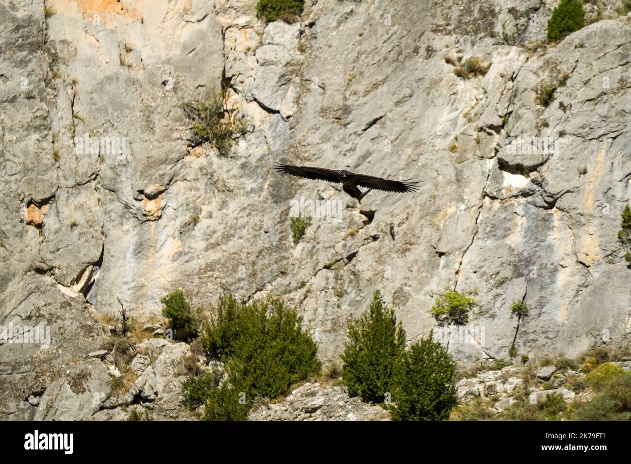 a bearded vulture (ossifrage, lammergeier, gypaetus barbatus) gliding ...