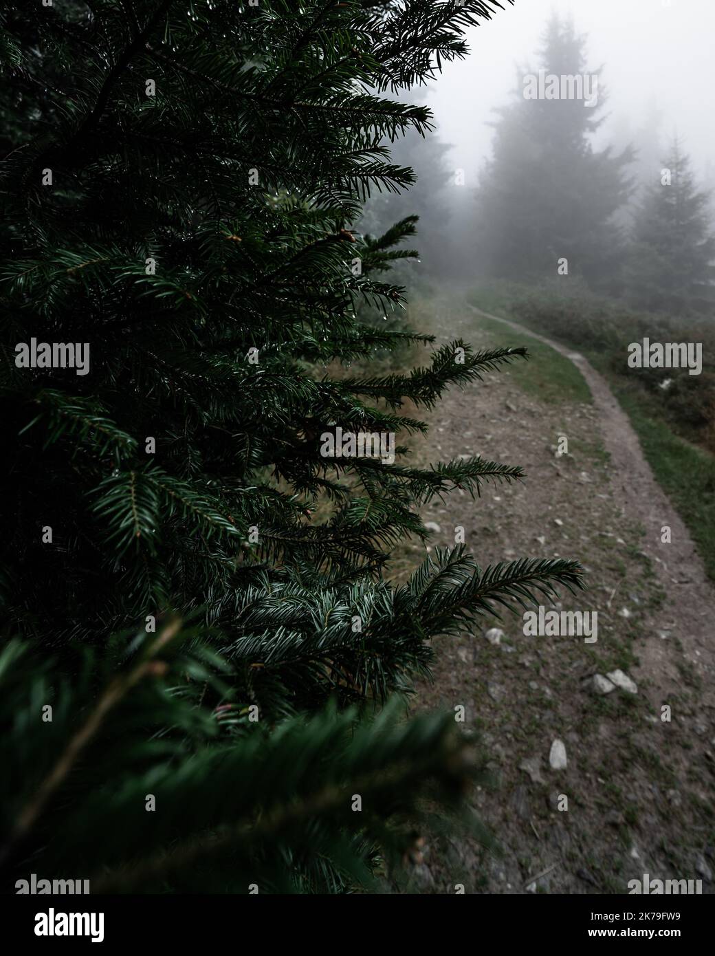 Moody and forest path next to the pine trees during a foggy morning ...