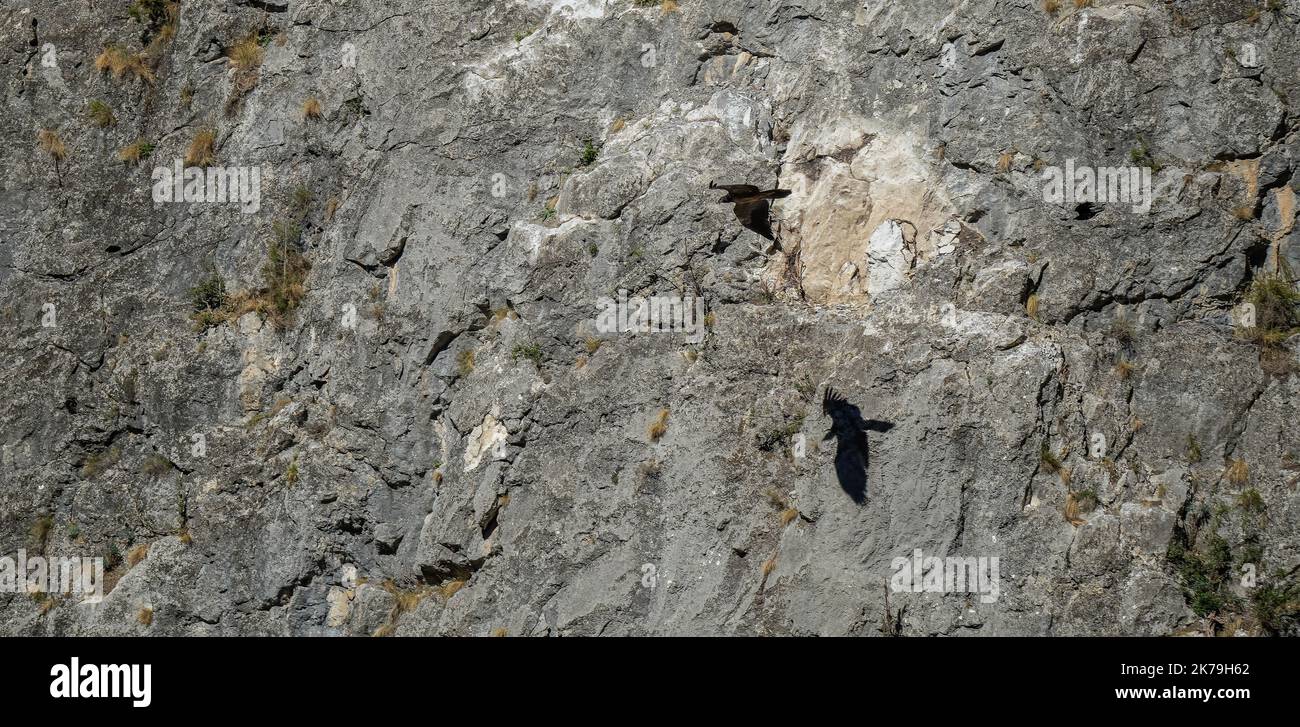 a bearded vulture (ossifrage, lammergeier, gypaetus barbatus) gliding ...