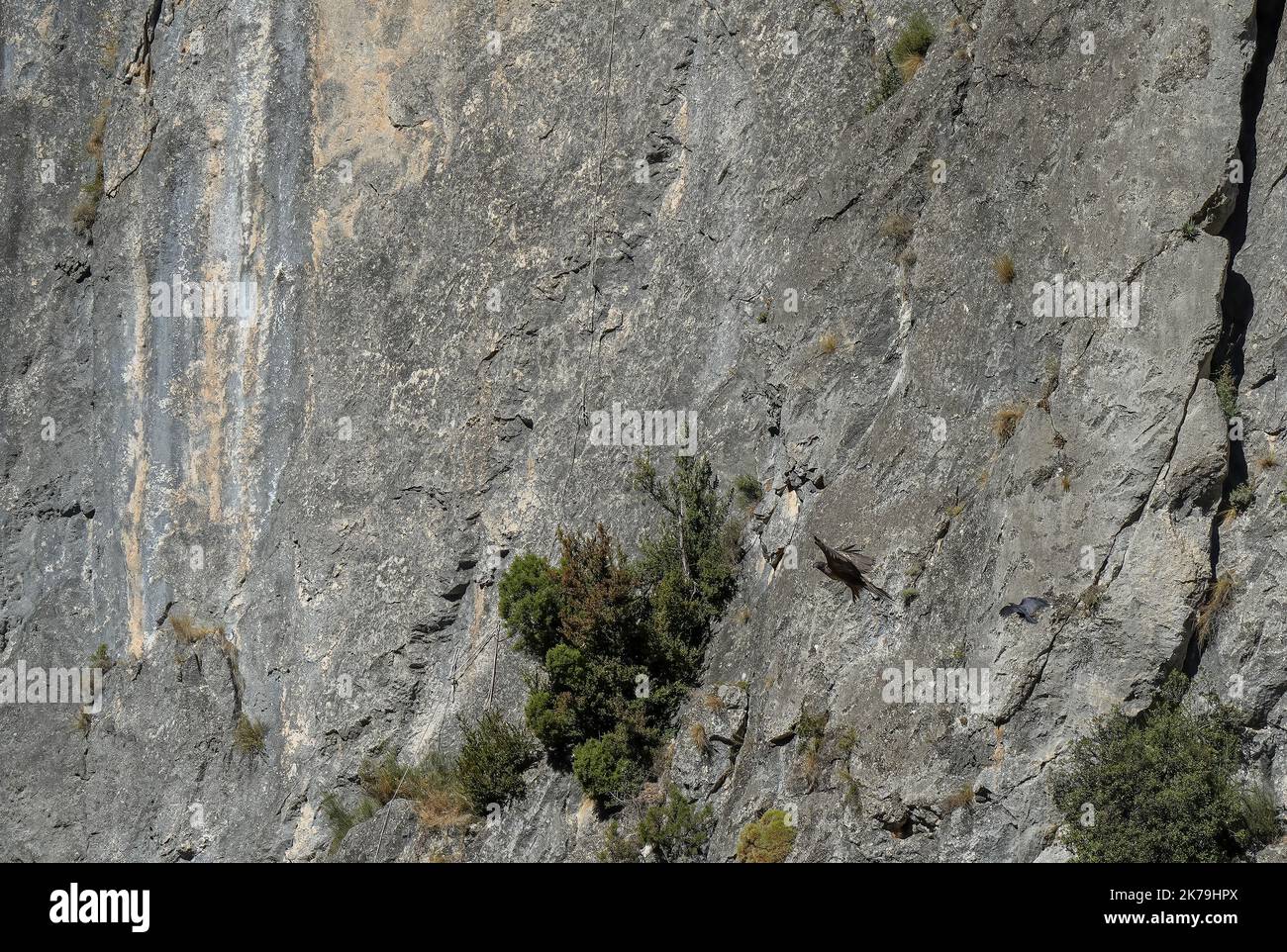 a bearded vulture (ossifrage, lammergeier, gypaetus barbatus) gliding ...