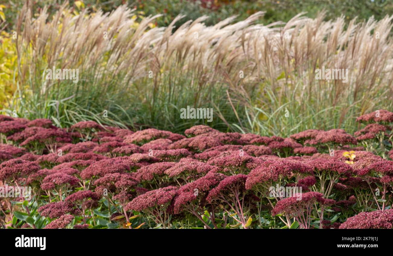 Red sedum flowers, and autumn colours and textures at RHS Hyde Hall ...