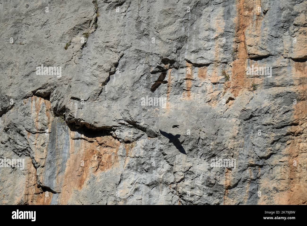 a bearded vulture (ossifrage, lammergeier, gypaetus barbatus) attacked ...