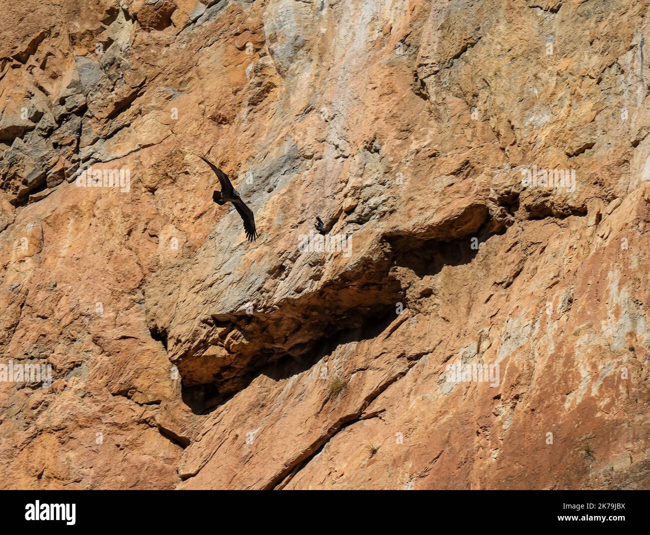 a bearded vulture (ossifrage, lammergeier, gypaetus barbatus) attacked ...