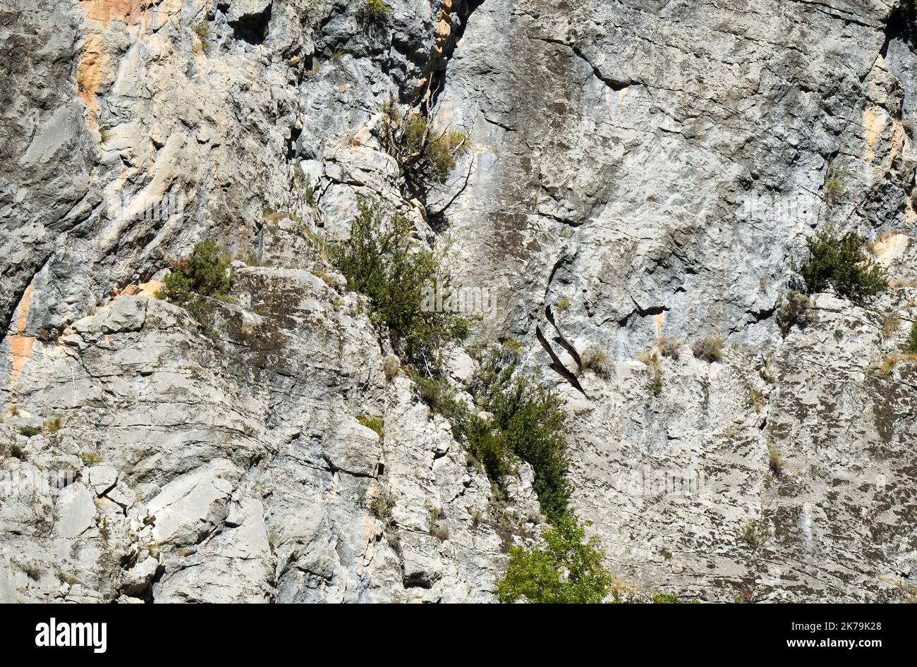 a pair of bearded vultures (ossifrage, lammergeier, gypaetus barbatus ...