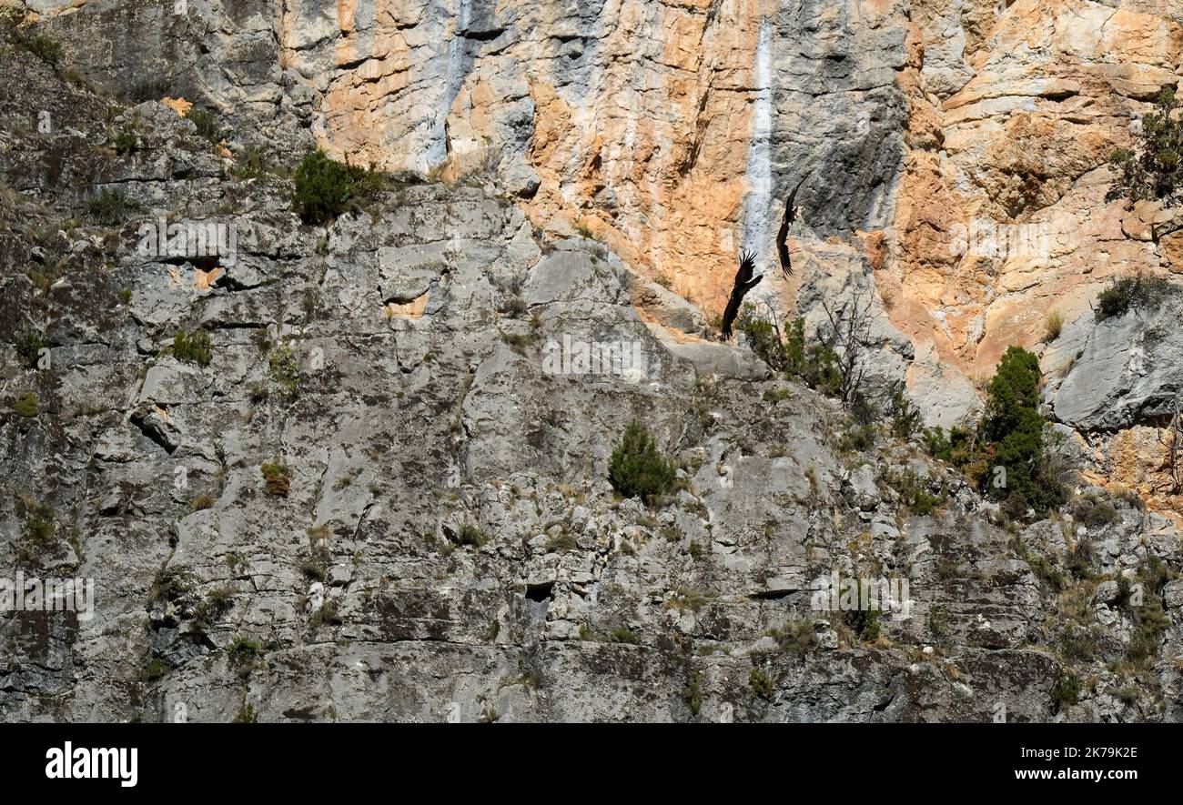 a pair of bearded vultures (ossifrage, lammergeier, gypaetus barbatus ...