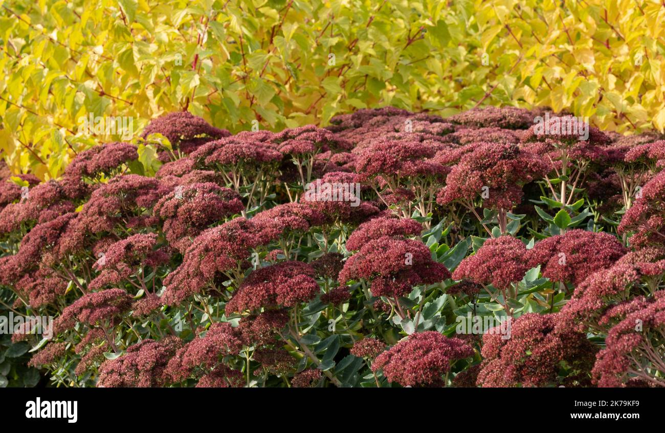 Red sedum flowers, and autumn colours and textures at RHS Hyde Hall ...