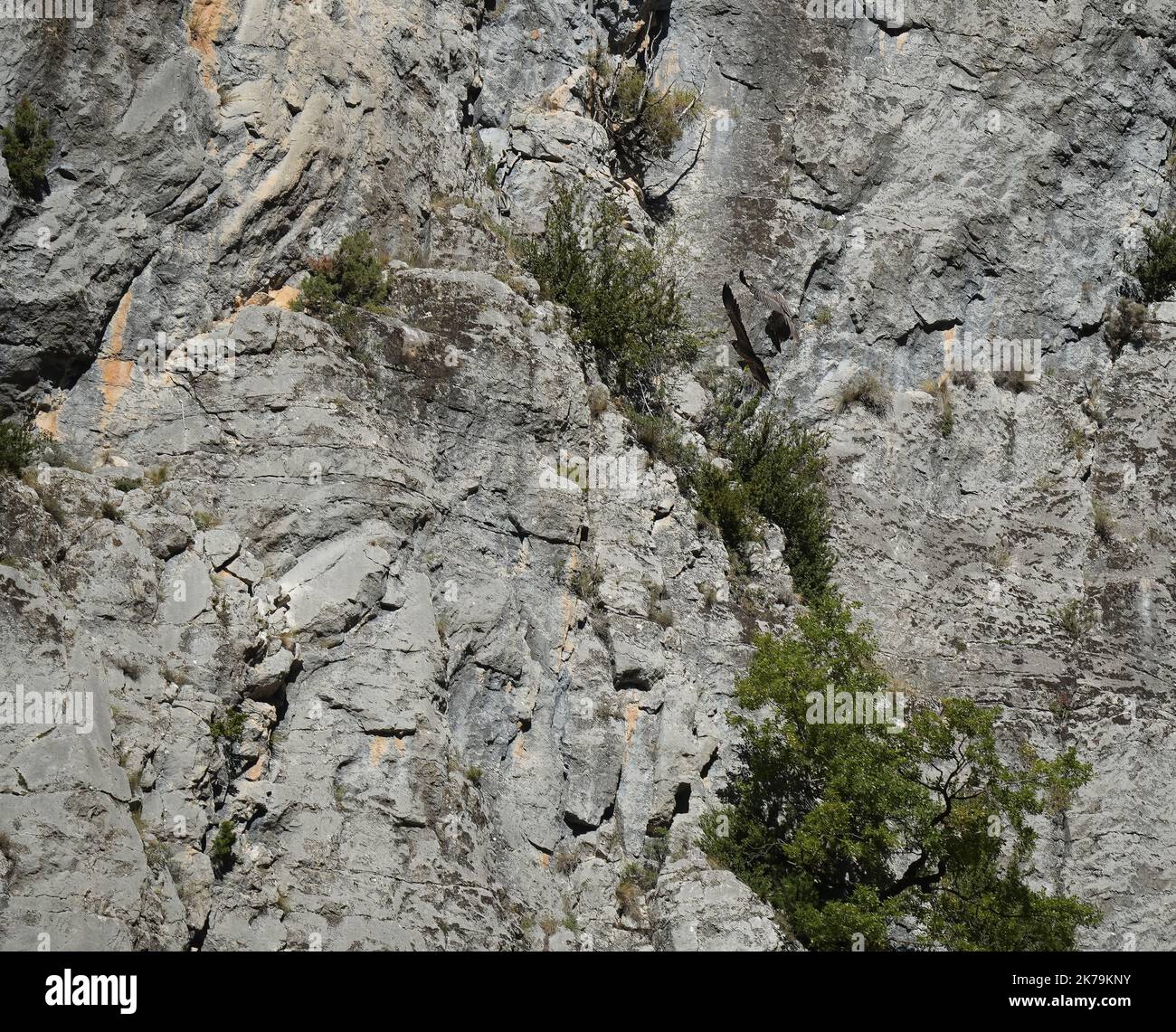 a pair of bearded vultures (ossifrage, lammergeier, gypaetus barbatus ...