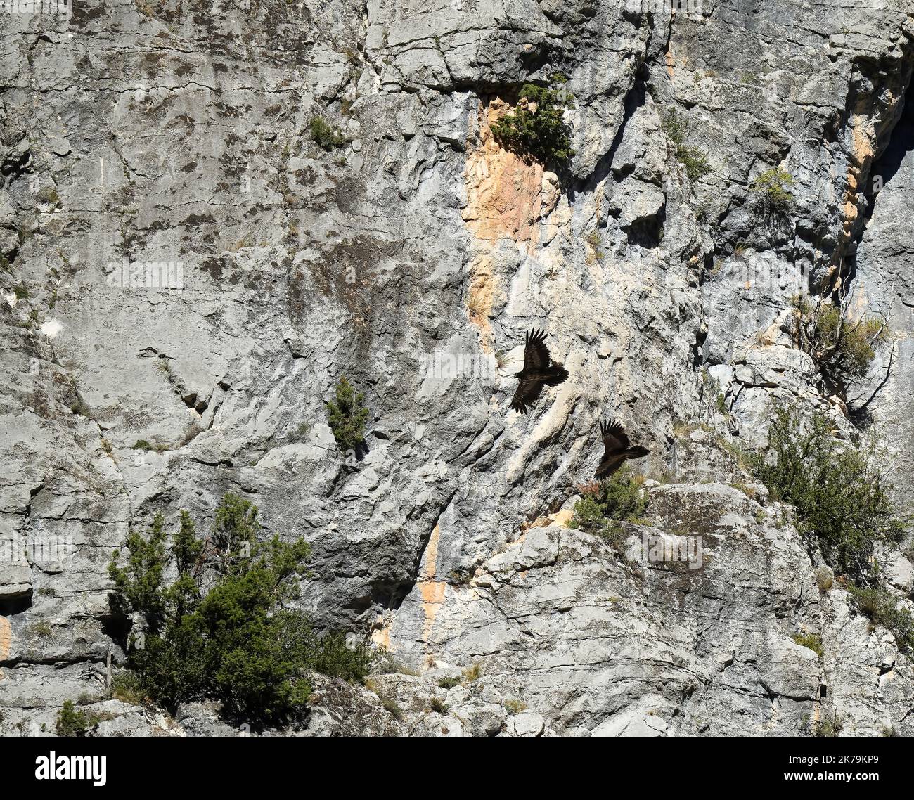 a pair of bearded vultures (ossifrage, lammergeier, gypaetus barbatus ...