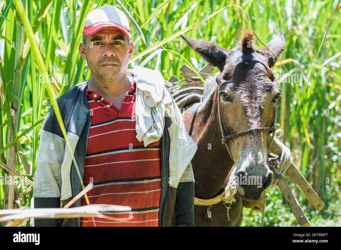 colombian peasant sugar cane farmer, standing with his mule, finishing ...