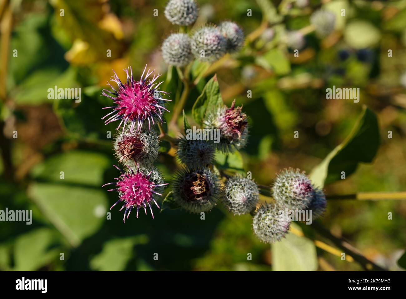 Arctium lappa commonly called greater burdock. Blooming burdock flowers ...