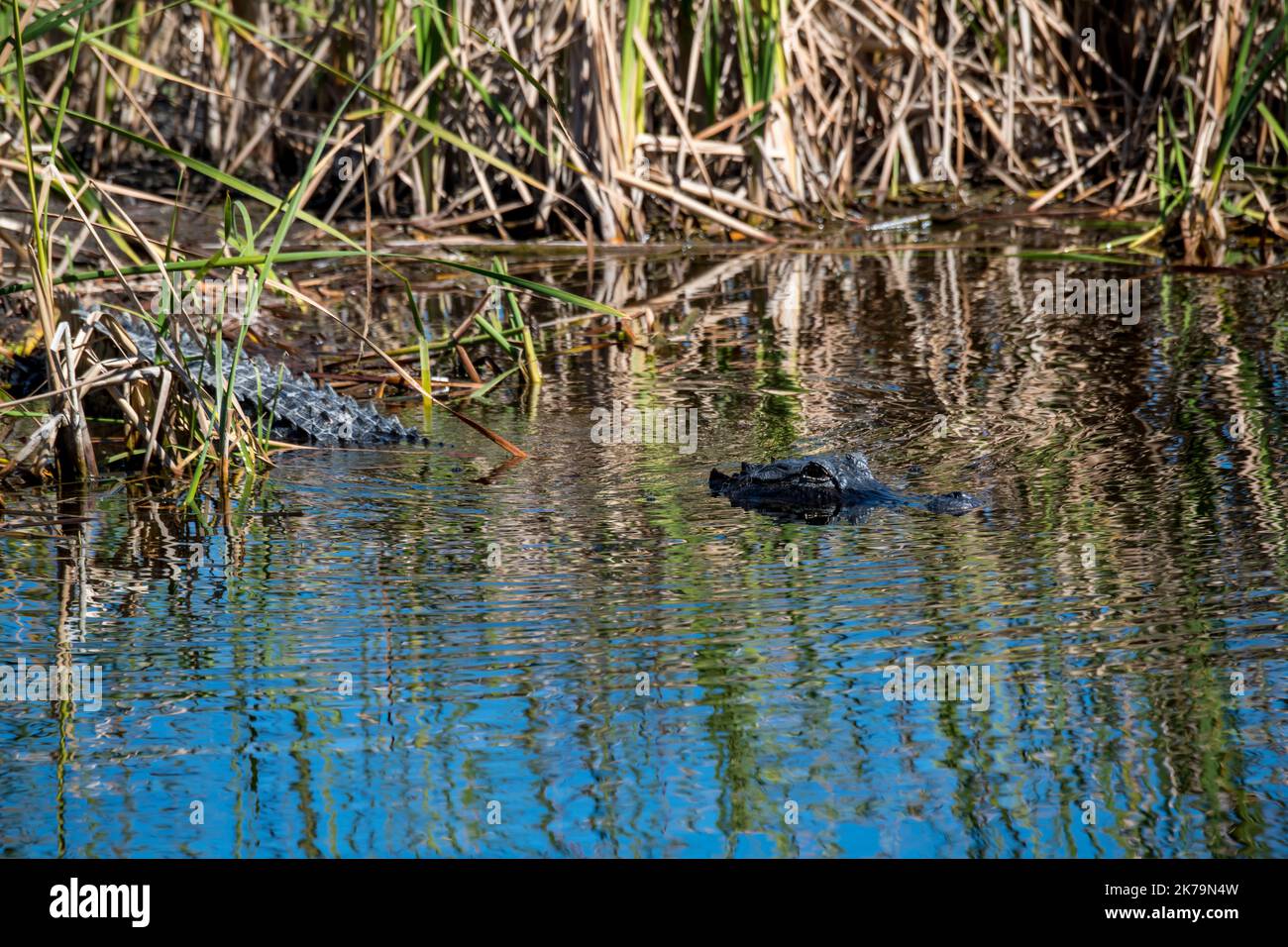 Ochopee, Florida. American Alligator "Alligator mississippiensis ...
