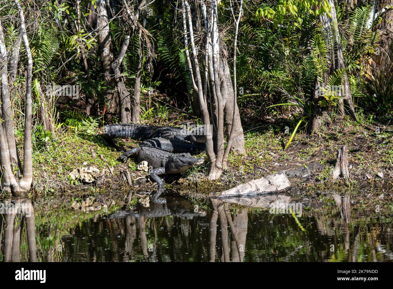 Ochopee, Florida. American Alligator. Alligator mississippiensis. A ...