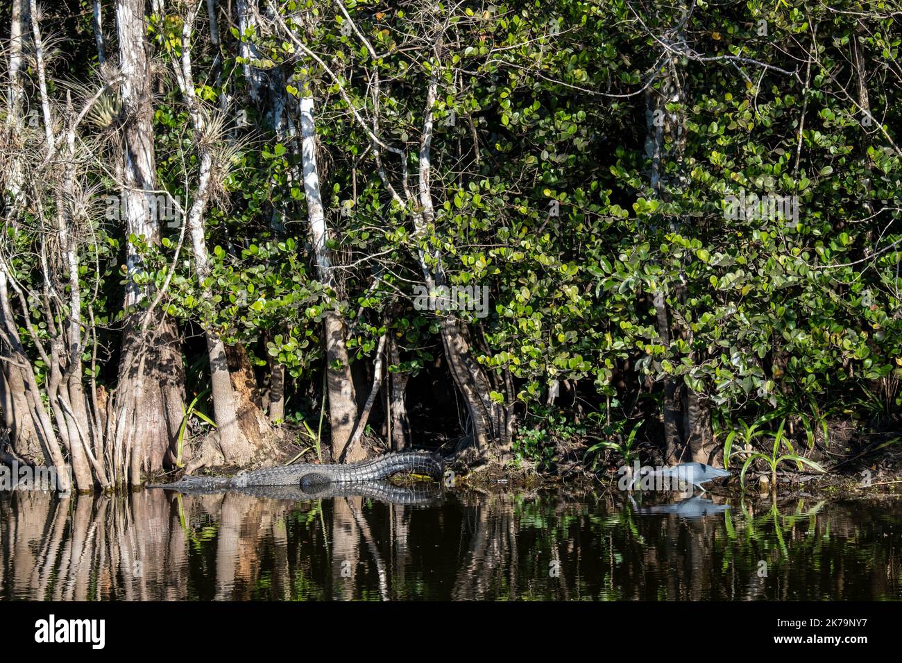 Ochopee, Florida. American Alligator "Alligator mississippiensis" and ...