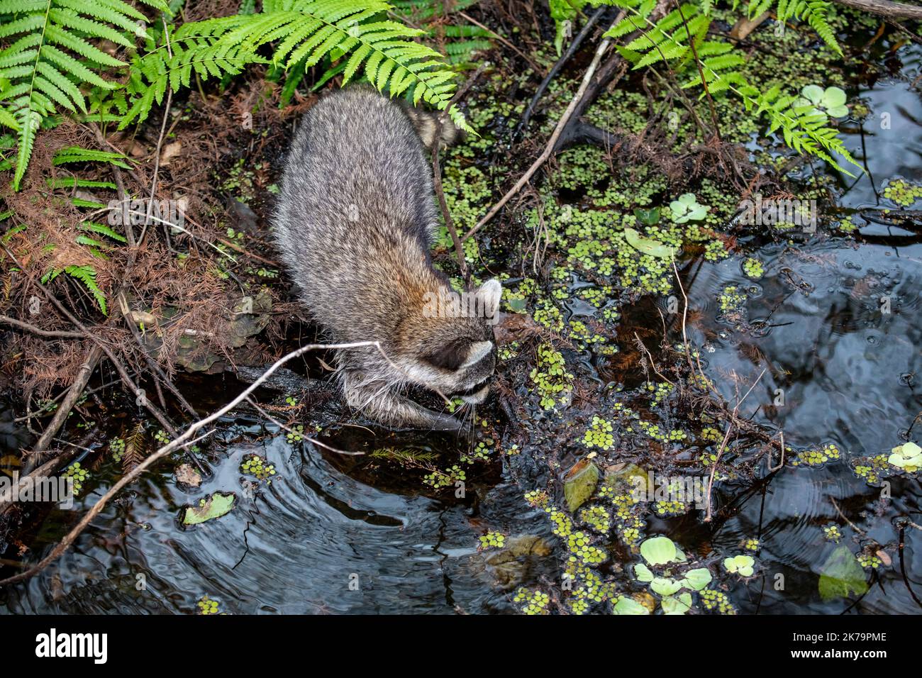 Naples, Florida. Corkscrew swamp sanctuary. Racoon, Procyon lotor ...