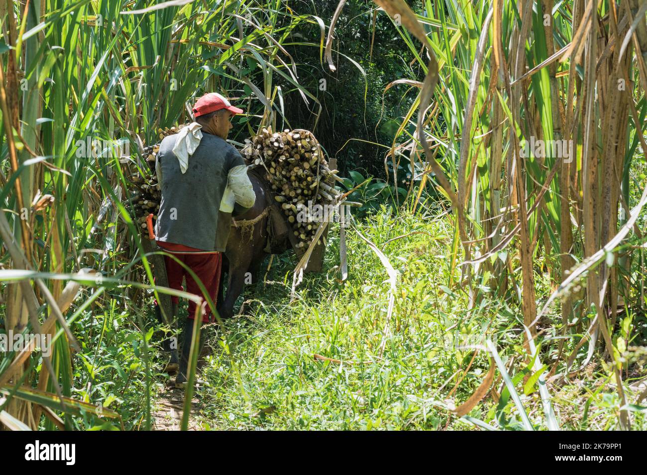 colombian muleteer carrying his mule through a road in the middle of a ...