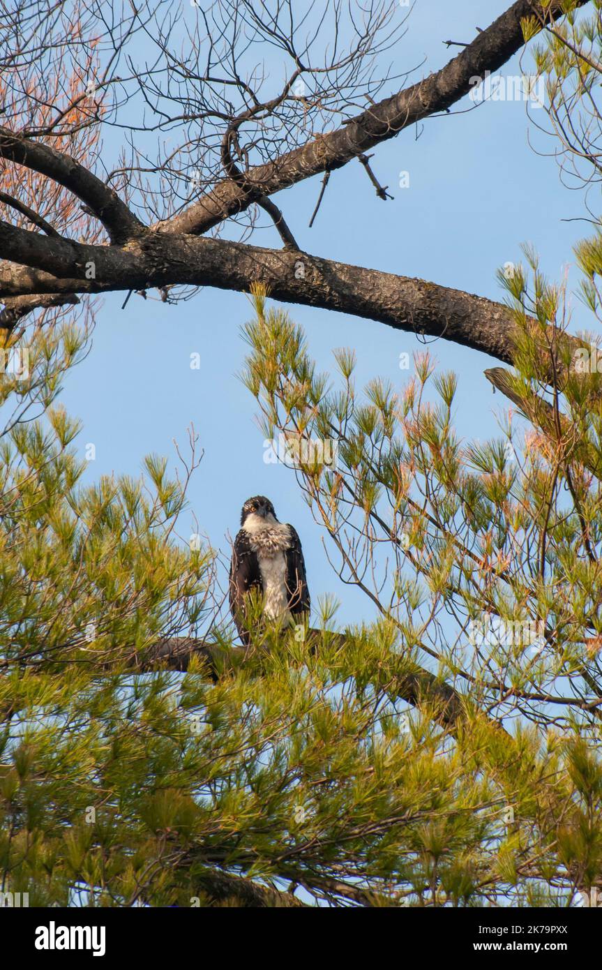 Juvenile osprey sitting in tree hi-res stock photography and images - Alamy