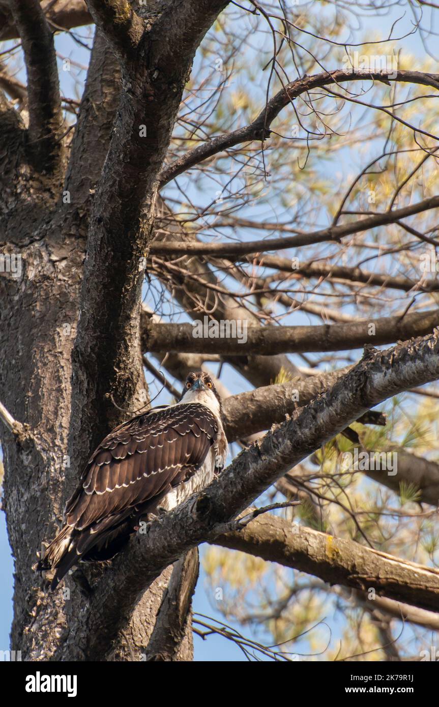 Juvenile osprey sitting in tree hi-res stock photography and images - Alamy