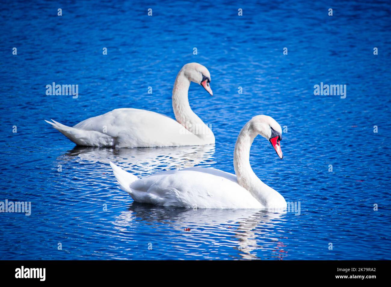 Ellesmere wales hi-res stock photography and images - Alamy