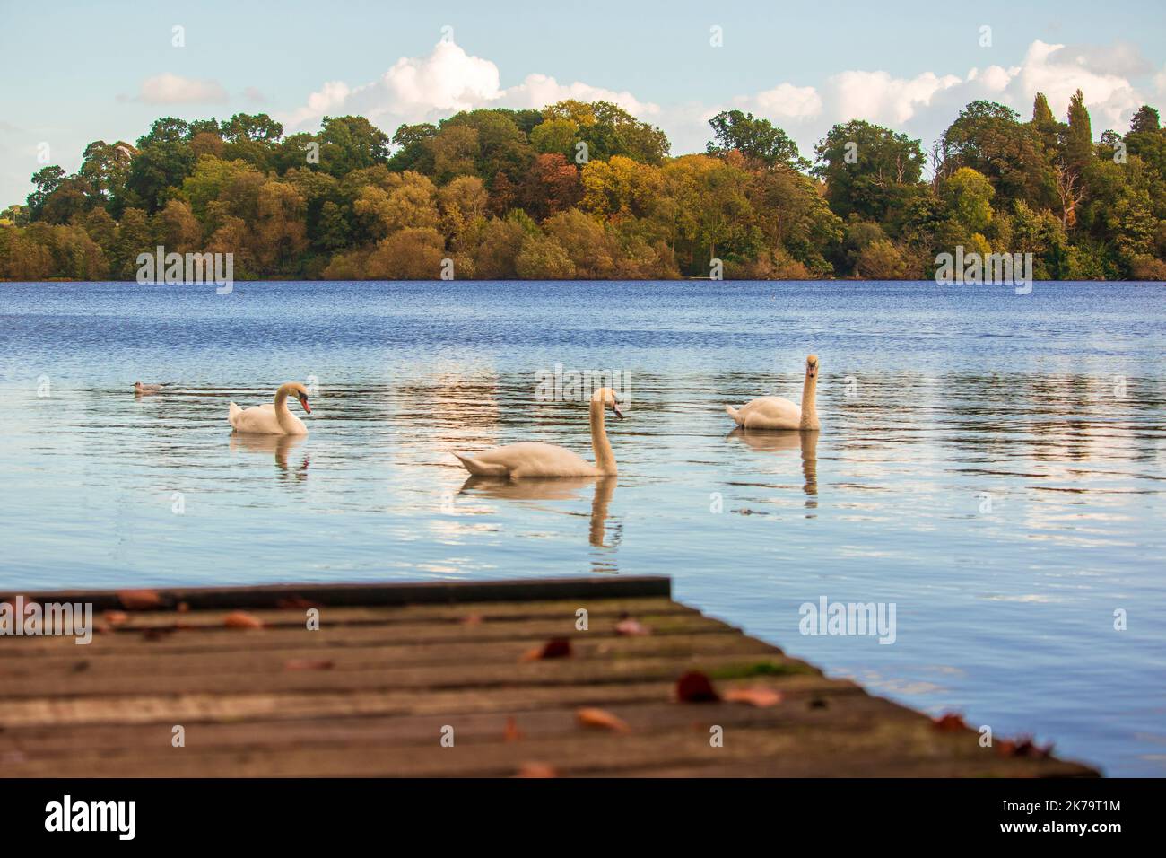 A trio of swans on Ellesmere Lake in Shropshire Stock Photo - Alamy