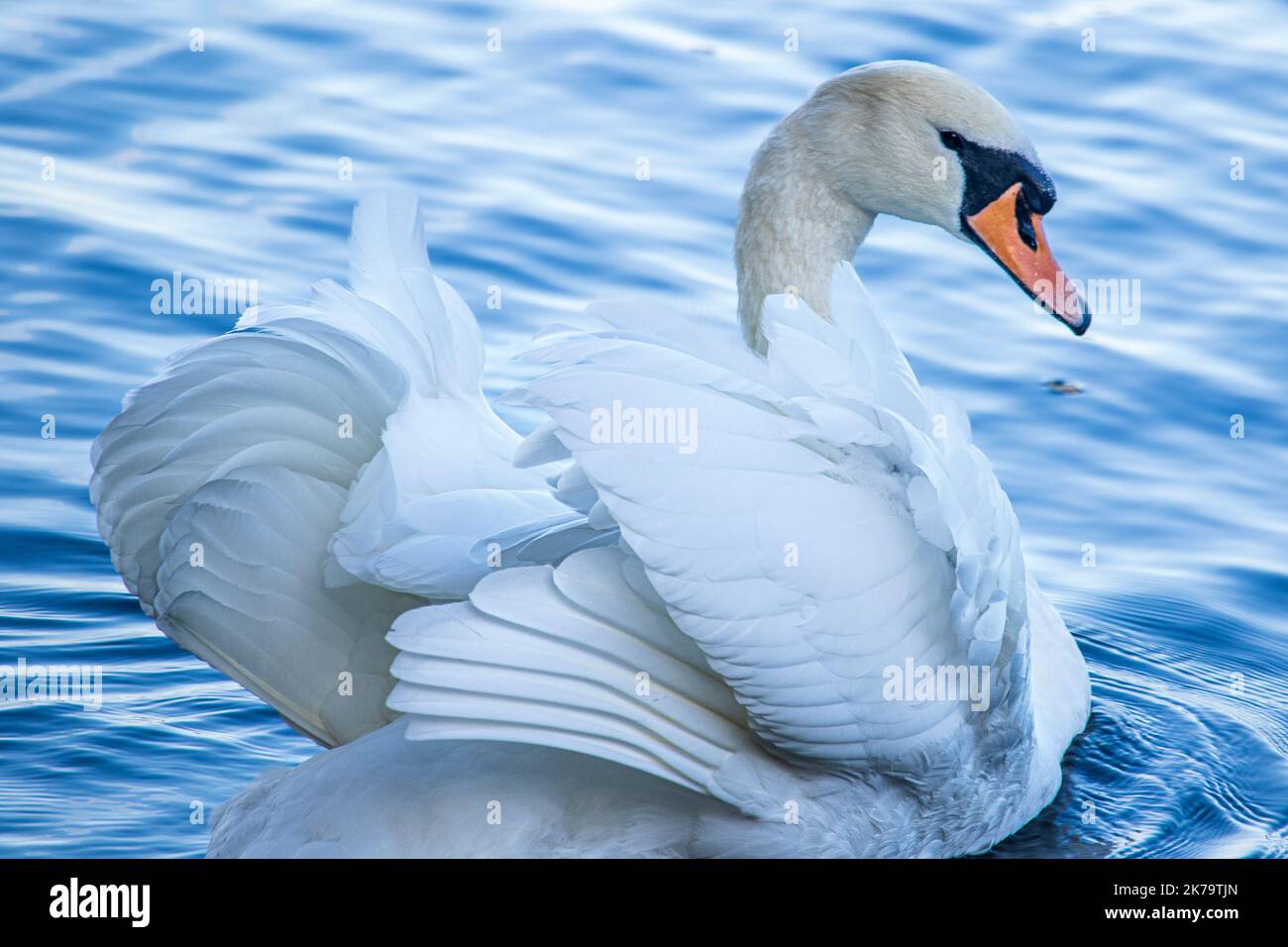 Lone swan on lake in hi-res stock photography and images - Alamy