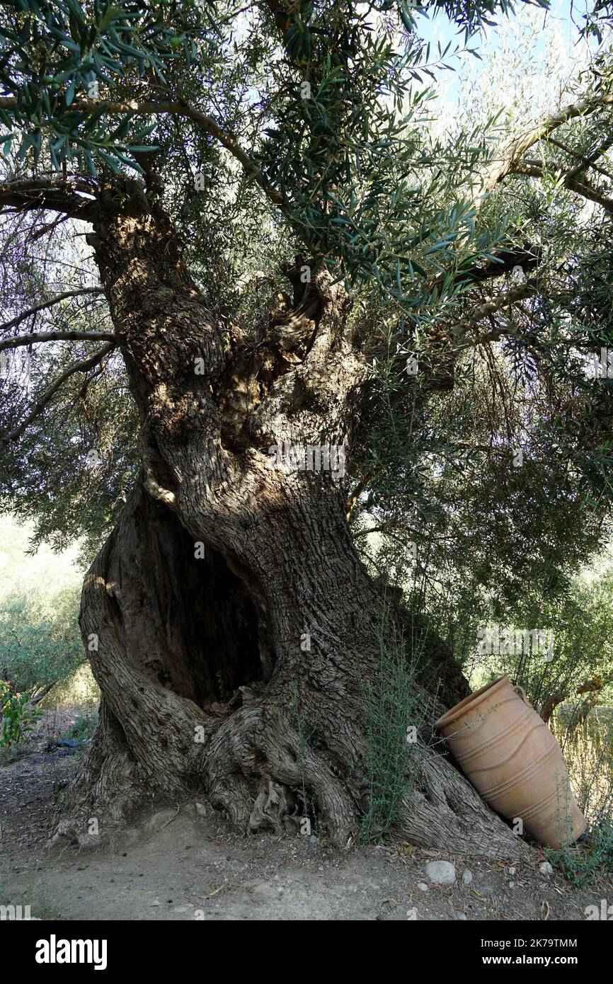 900-year-old olive tree, Olea europaea, Topolia village, Crete, Greece ...