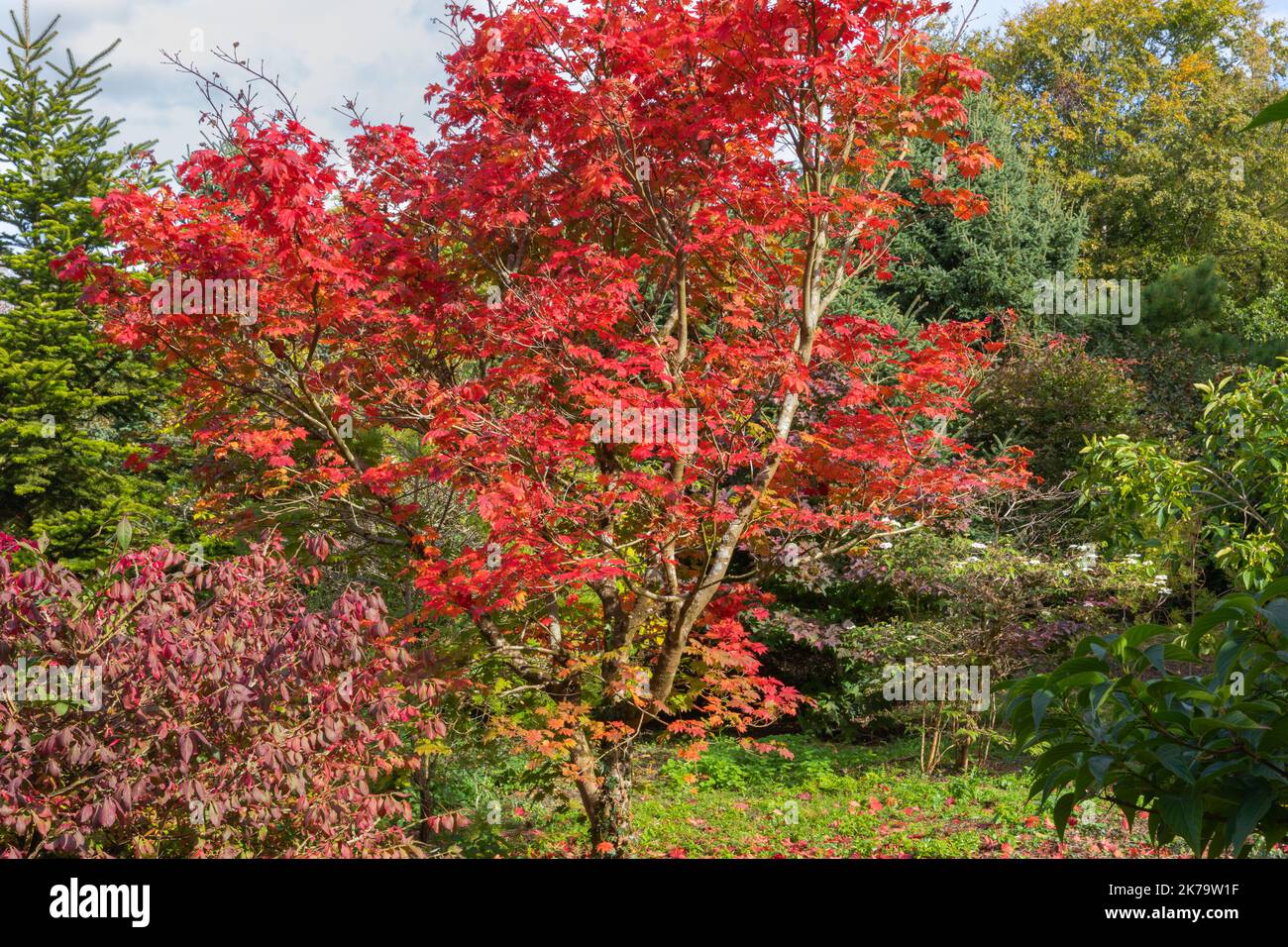 Flame red autumn foliage of the japanese maple tree, acer japonicum ...