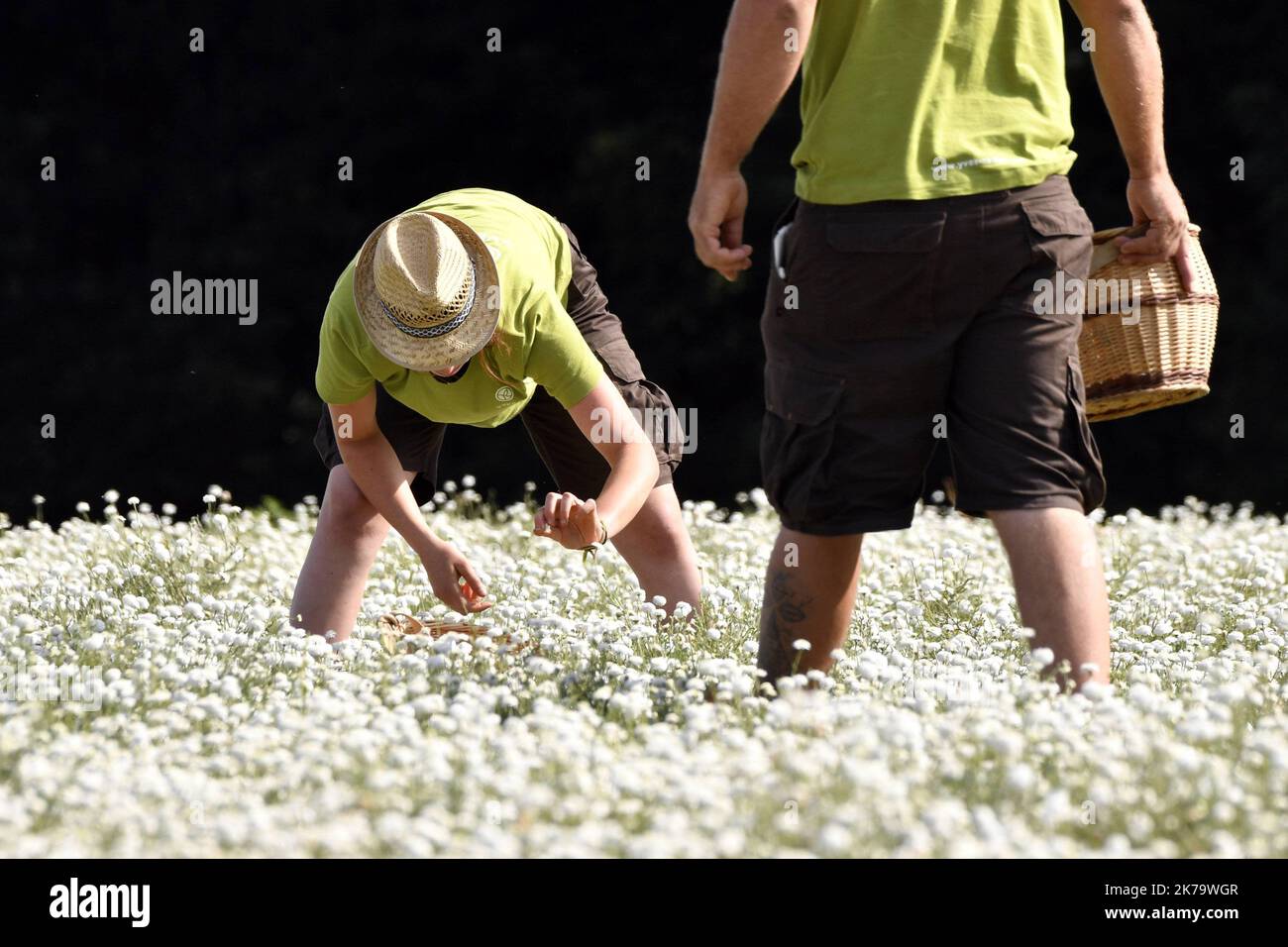 Harvest of chamomile flowers in a Yves Rocher field. La Gacilly ...