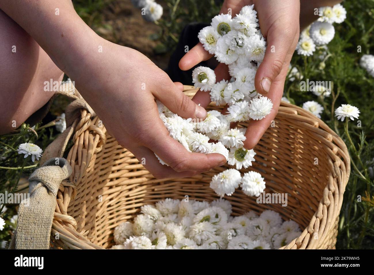 Harvest of chamomile flowers in a Yves Rocher field. La Gacilly ...