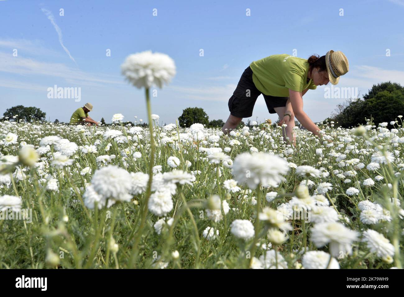 Harvest of chamomile flowers in a Yves Rocher field. La Gacilly ...