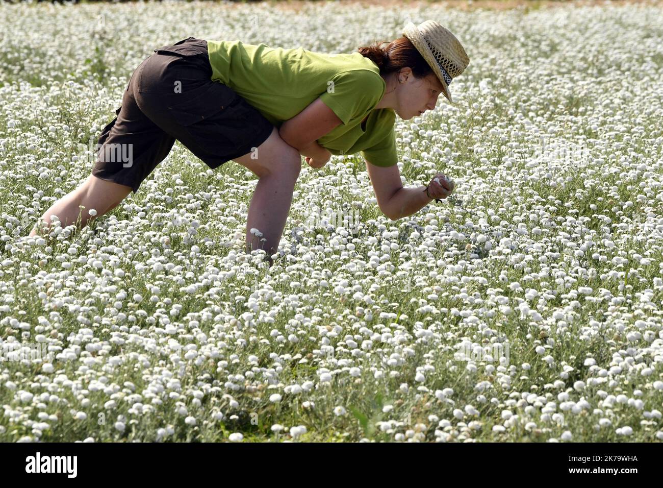 Harvest of chamomile flowers in a Yves Rocher field. La Gacilly ...