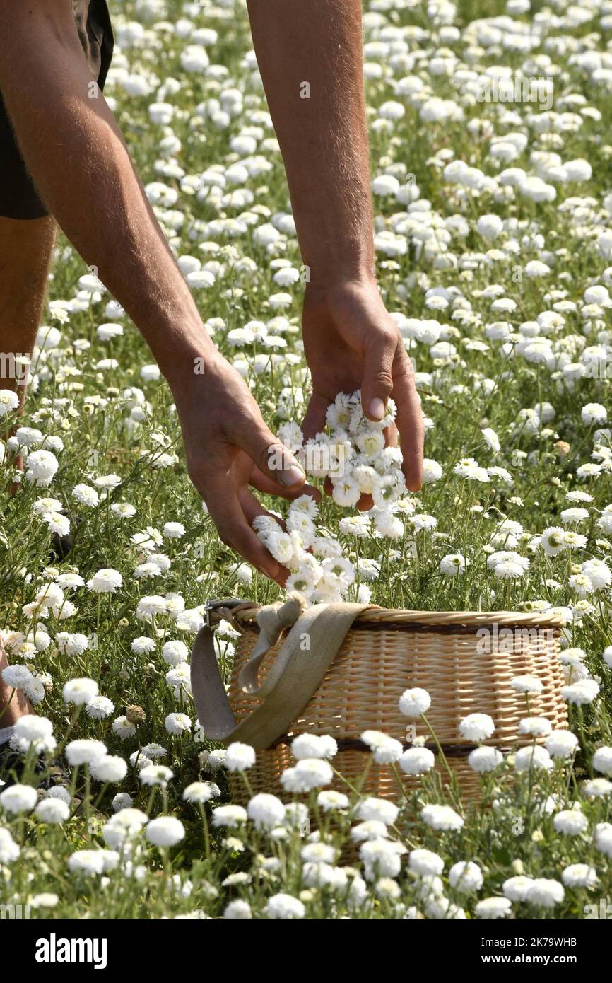 Harvest of chamomile flowers in a Yves Rocher field. La Gacilly ...