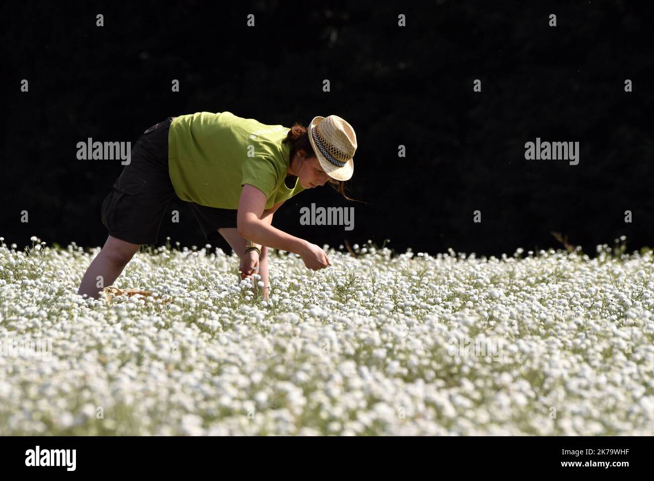Harvest of chamomile flowers in a Yves Rocher field. La Gacilly ...