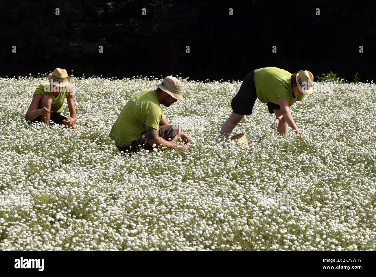 Harvest of chamomile flowers in a Yves Rocher field. La Gacilly ...