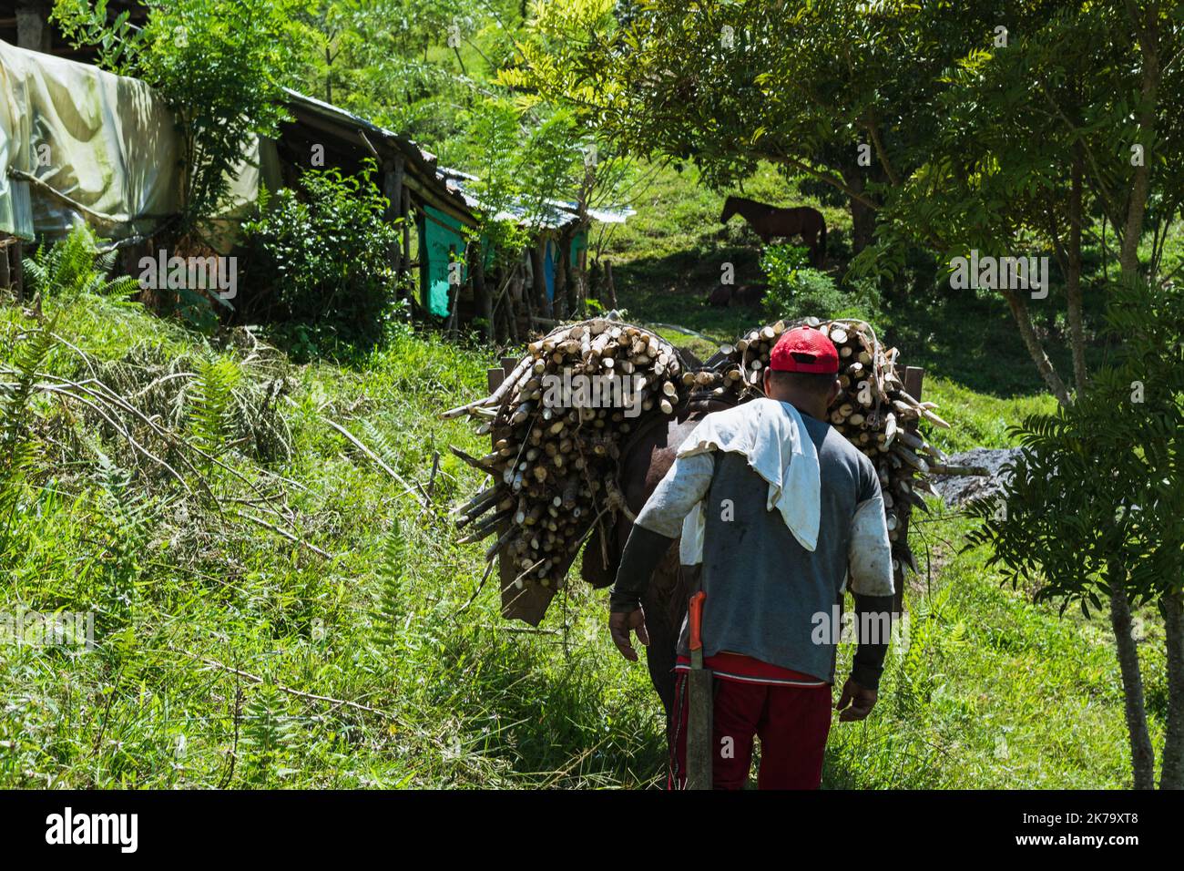 colombian mule driver arriving with his mule loaded with sugar cane to ...