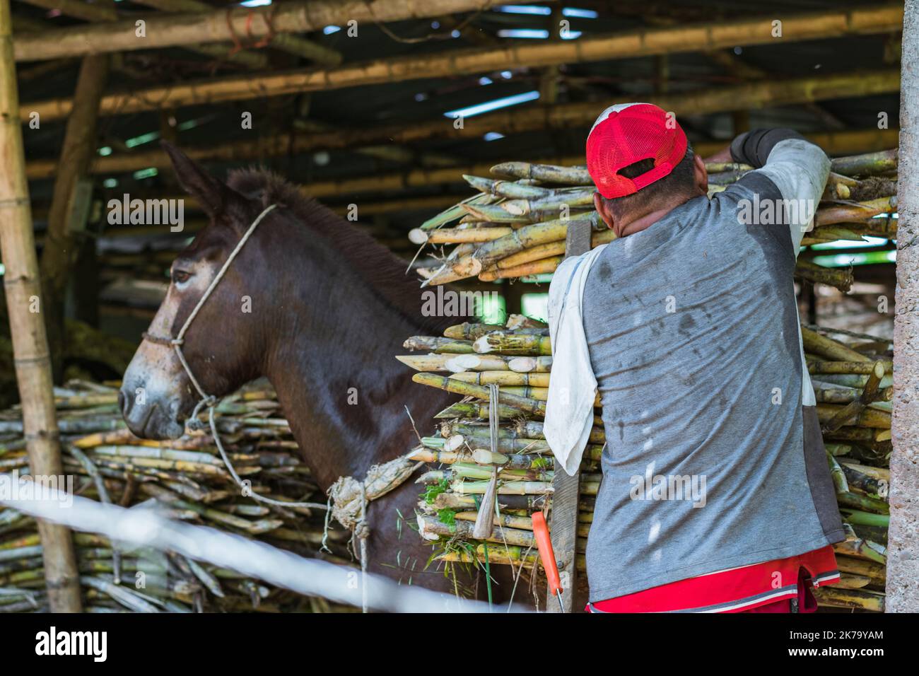 arriero unloading his mule carrying a load of sugar cane. colombian ...