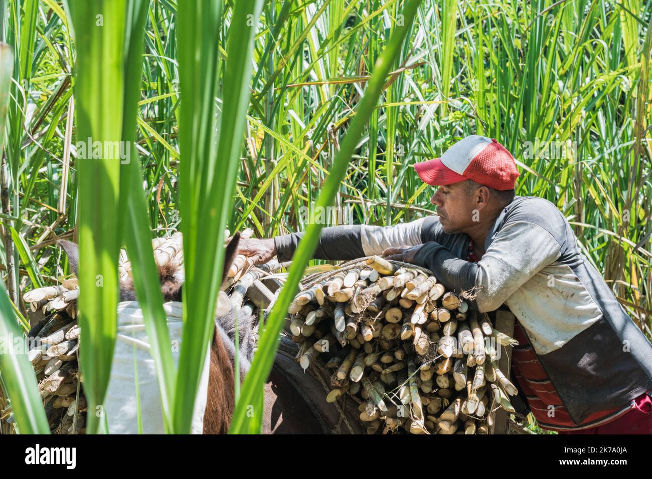 latino colombian farmer producing panela, loading his mule with sugar ...