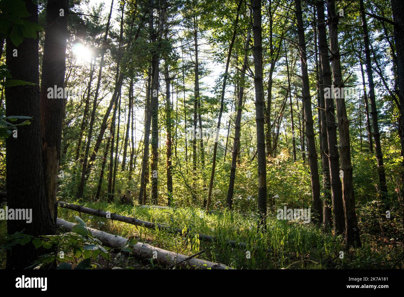 Trees in the Shawnee National Forest Stock Photo - Alamy