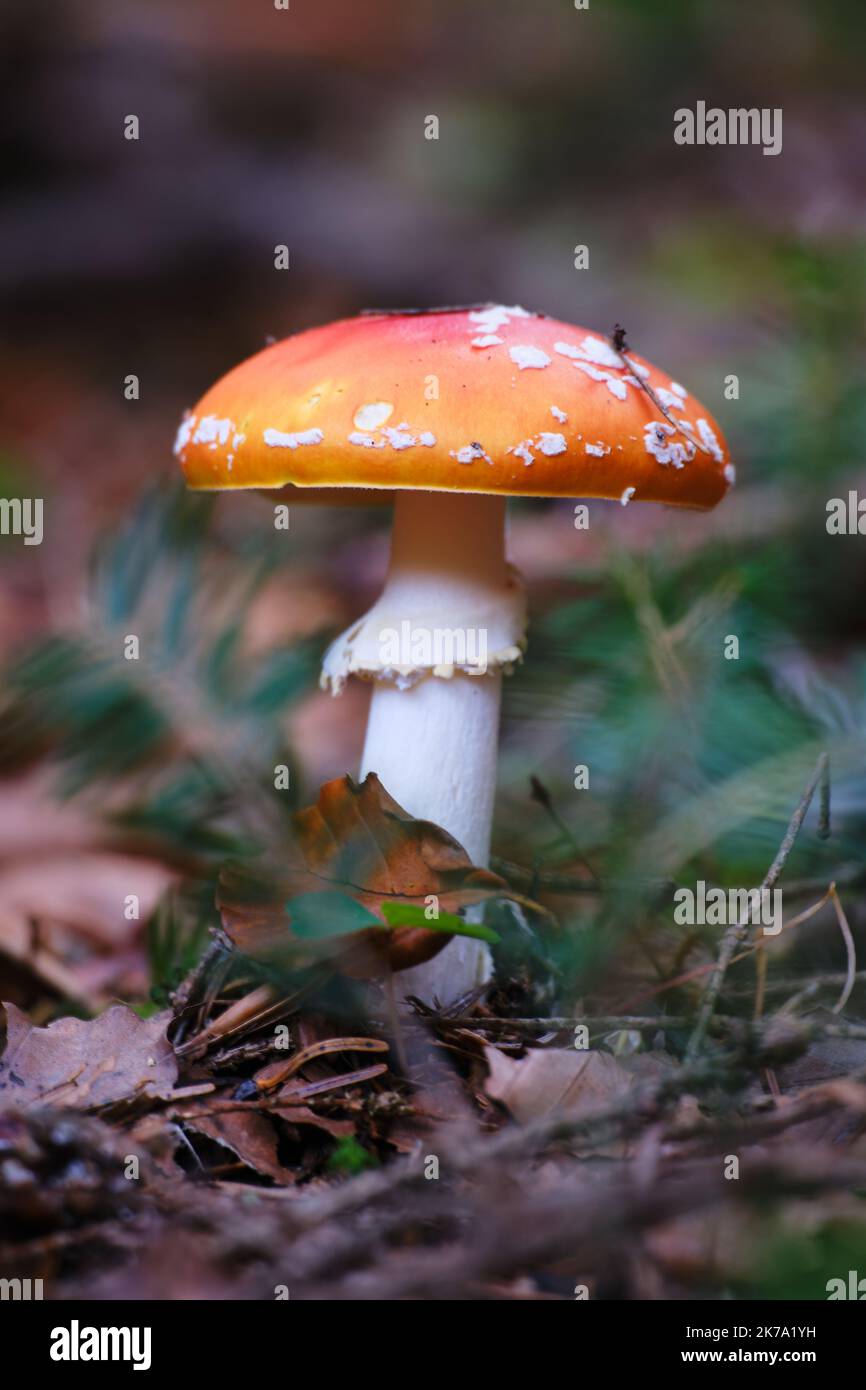 Natural fungi background.Amanita muscaria mushroom in autumn forest in ...