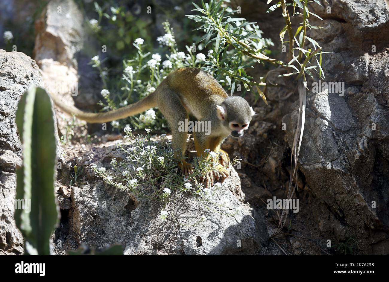 Monaco, june 18th 2020 - Animal park is reopening in Monaco after covid ...
