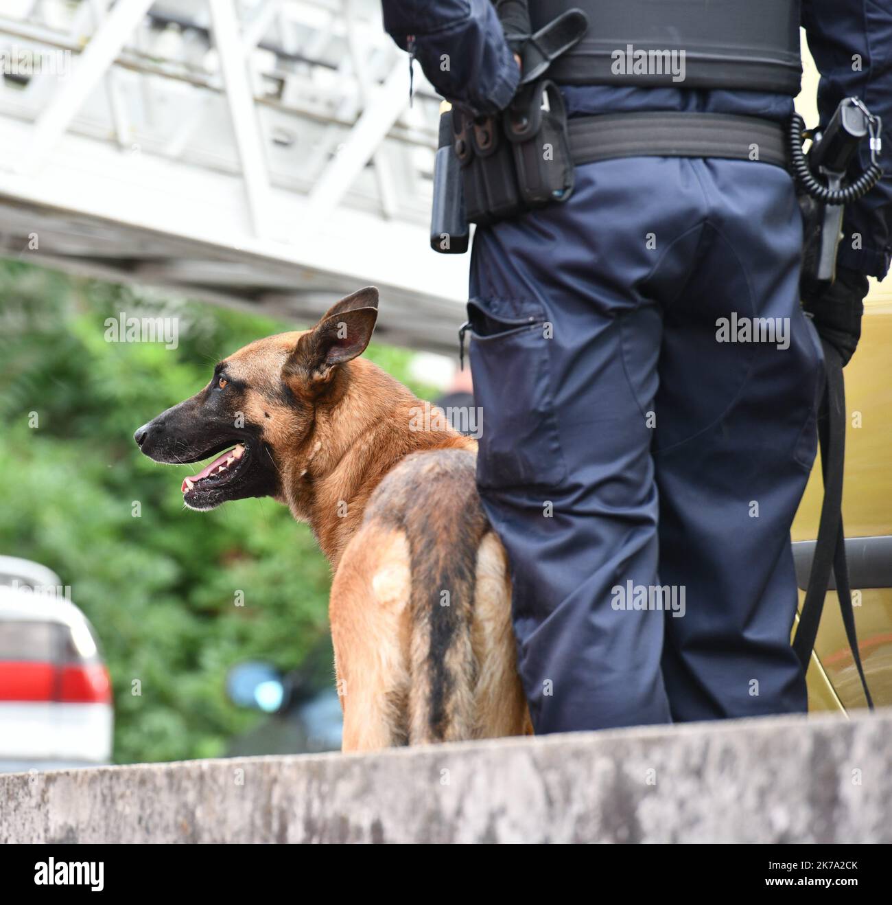 Chiens de police hi-res stock photography and images - Alamy