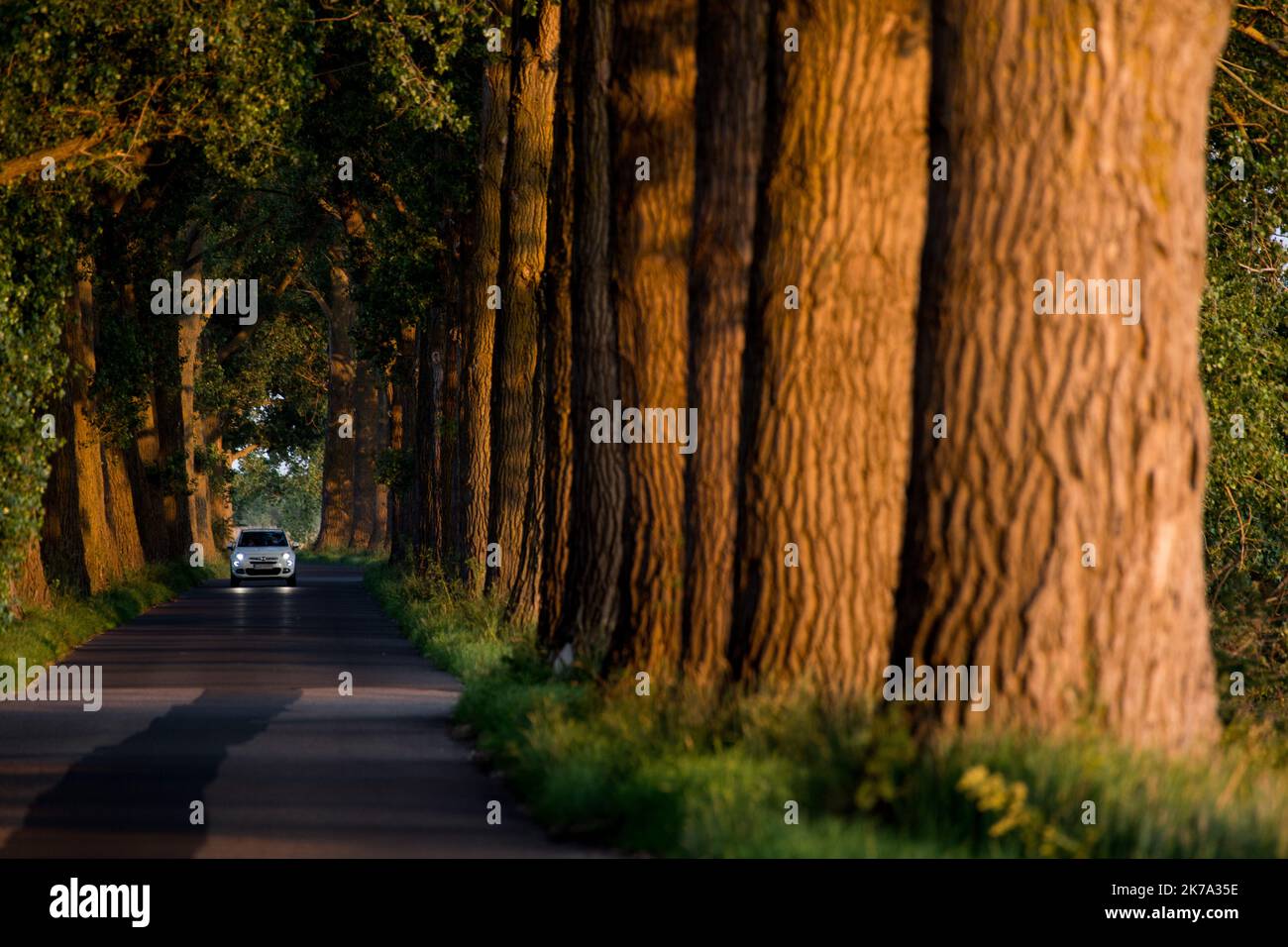 Poland picturesque tree tunnel hi-res stock photography and images - Alamy