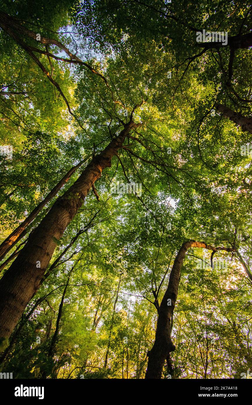 Trees in Newburgh, Indiana Stock Photo - Alamy