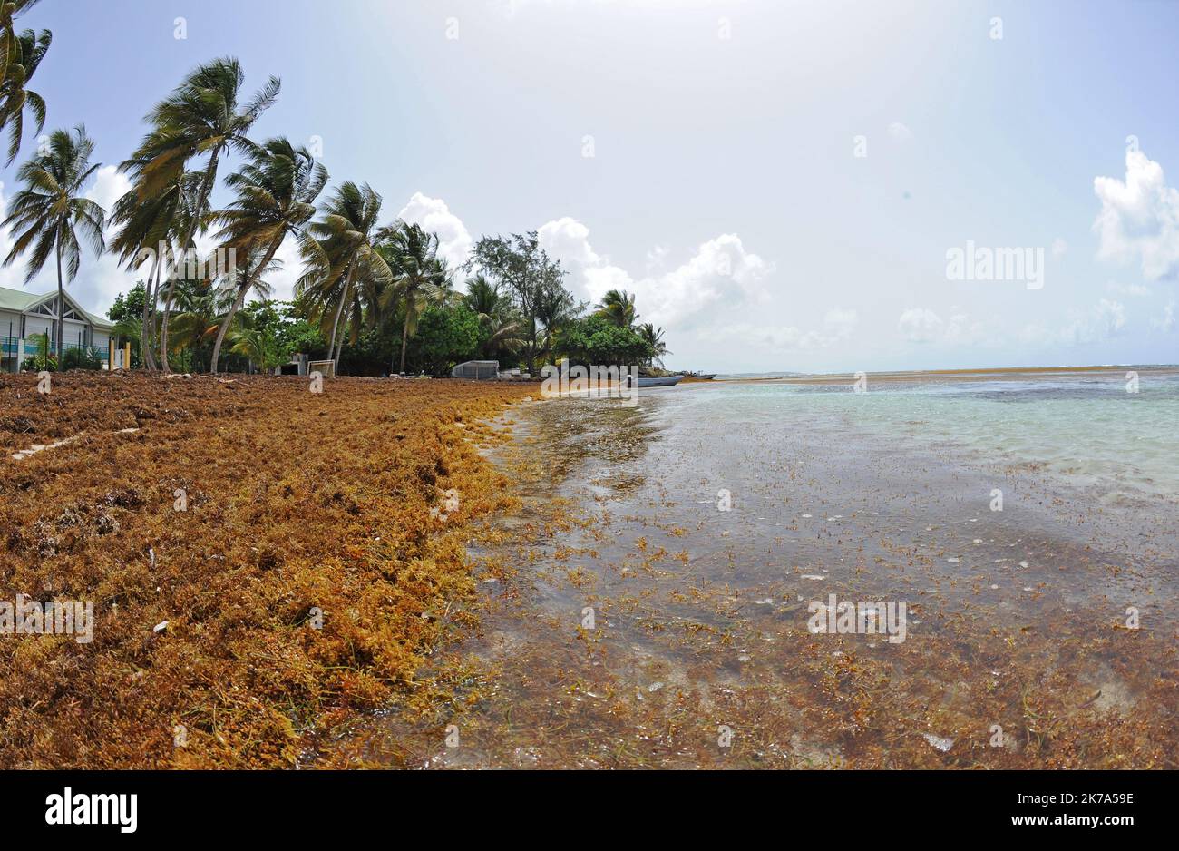 Sargassum seaweed has been inundating idyllic beaches in the Caribbean ...