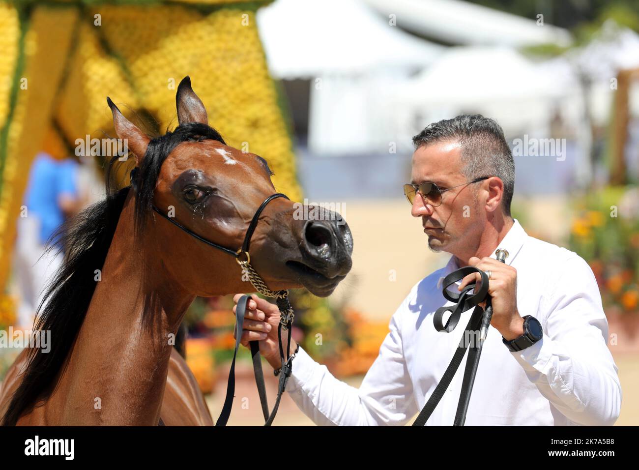 Menton 04/07/2020 - Arabian Thoroughbred Championship. Contest that ...