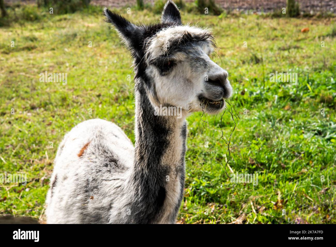 A view of different faces of alpacas Stock Photo - Alamy
