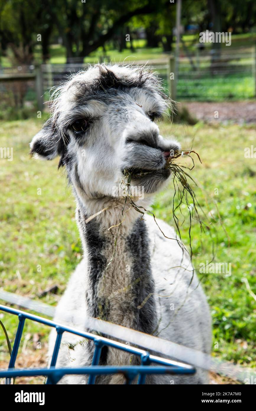 A view of different faces of alpacas Stock Photo - Alamy